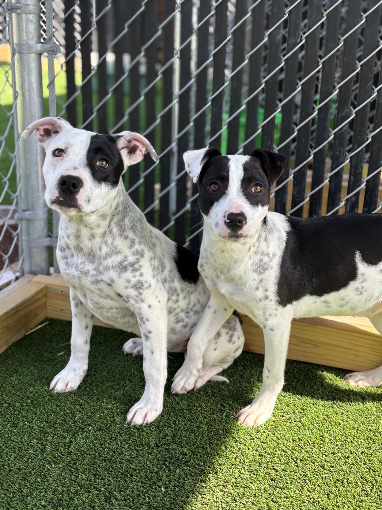Forney Animal Shelter PETS of the Week- Meet Smiley and Miley!