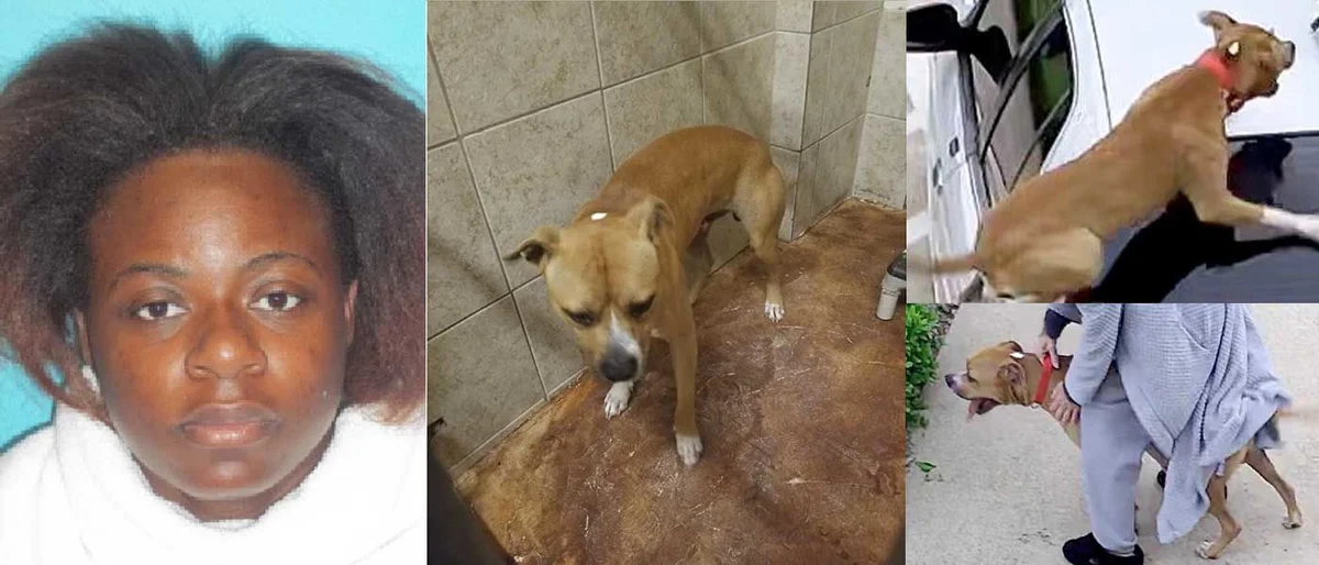 Terrell woman arrested, facing multiple charges in connection with dog ...
