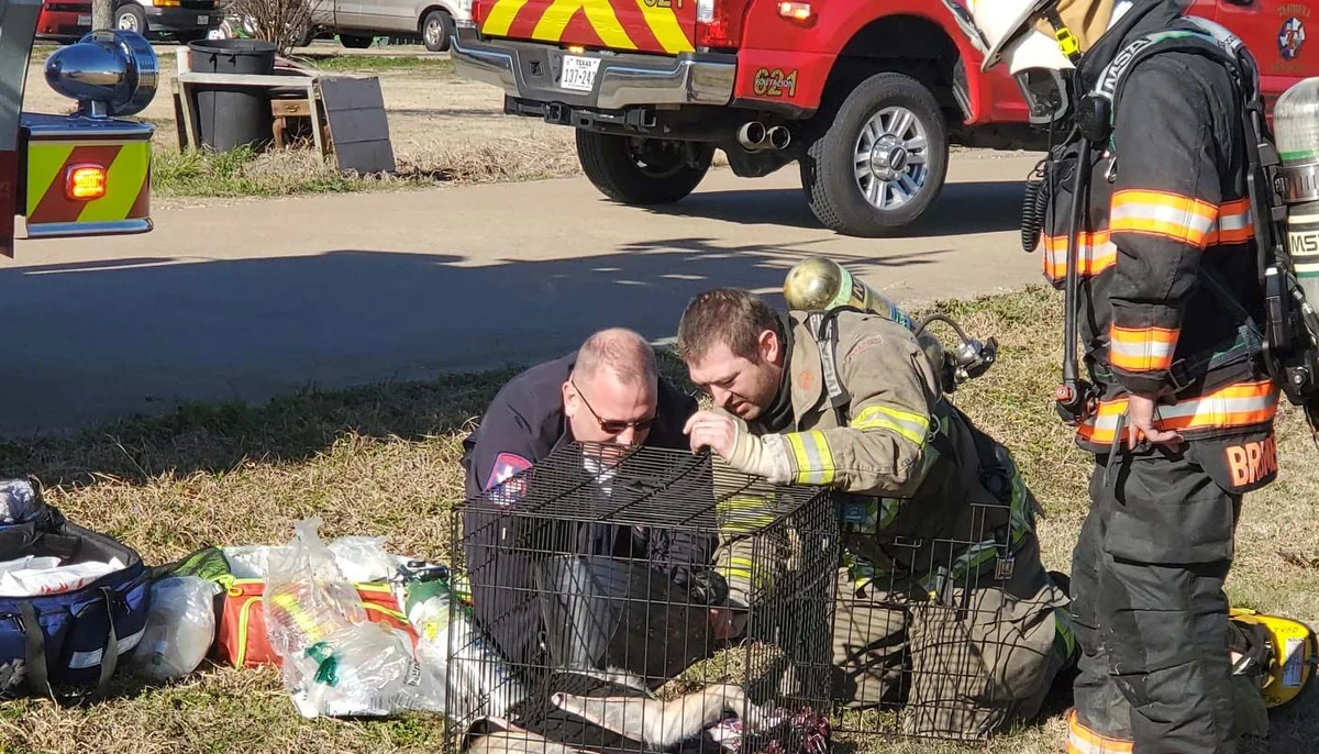 Two dogs rescued from Terrell-area structure fire Monday morning